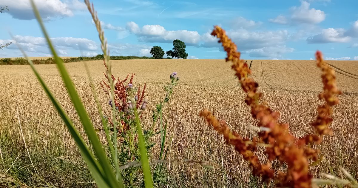 Monkland Morning Meander - Ramblers